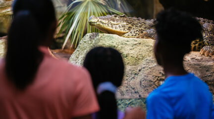 Home - Zoo Knoxville